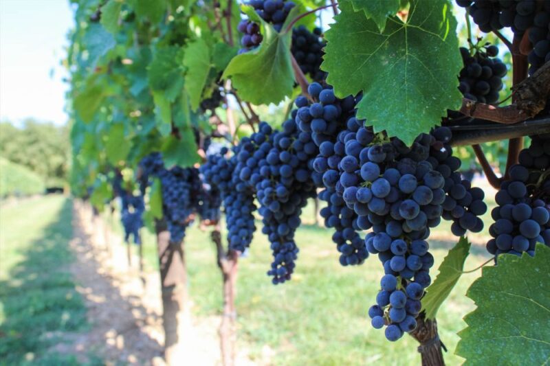 Harvest, Stomping & Tours - Why This Tour Offers Real Value