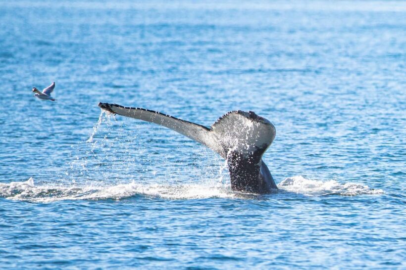 Hauganes: Whale Watching North Iceland - What’s Included and What to Consider