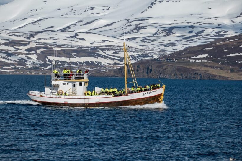 Hauganes: Whale Watching North Iceland - Authenticity and Respect for Wildlife