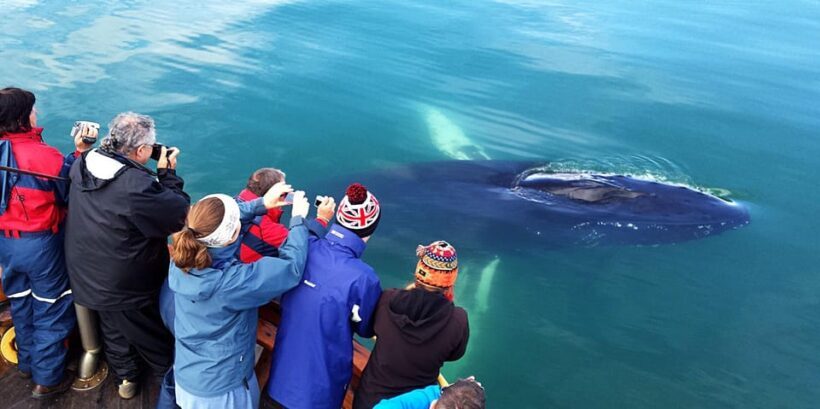 Hauganes: Whale Watching North Iceland - Final Thoughts: Is This Tour Right for You?