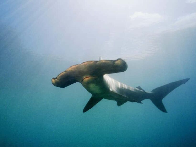 Hauraki Gulf: Hammerhead Experience Dive Charter - The Itinerary: What to Expect From Sunrise to Sunset