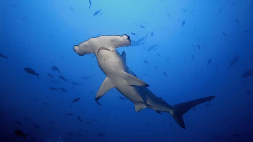 Hauraki Gulf: Hammerhead Experience Dive Charter - The Marine Life and Scenery: What You’ll See