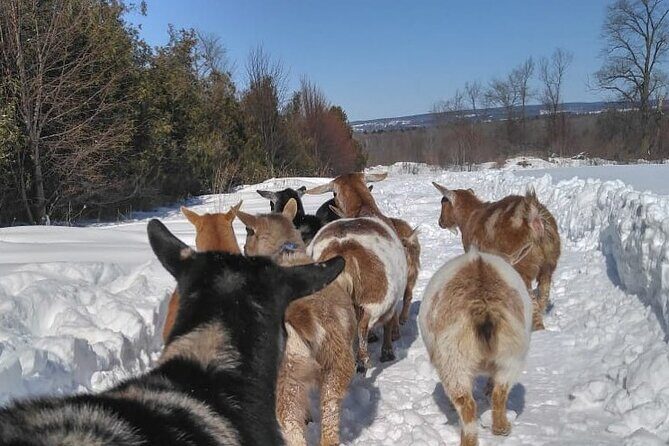 Haute Goat Shmurgle in Ontario - An In-Depth Look at the Haute Goat Shmurgle Experience