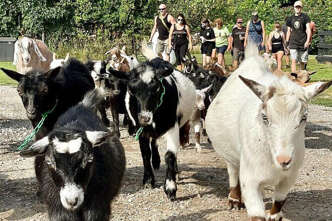Haute Goat Shmurgle in Ontario - Price and Value