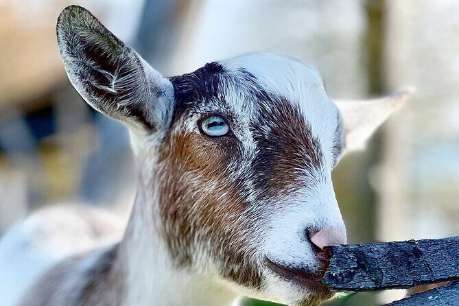 Haute Goat Shmurgle in Ontario - Who Will Love This Experience?