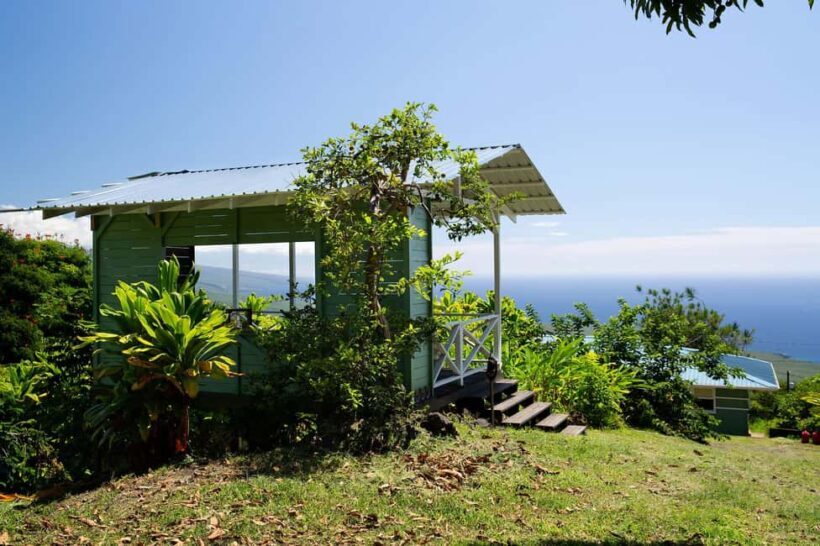 Hawaii: Hala Tree Coffee Farm Tour and Tasting - A Practical Guide to the Hala Tree Coffee Farm Experience