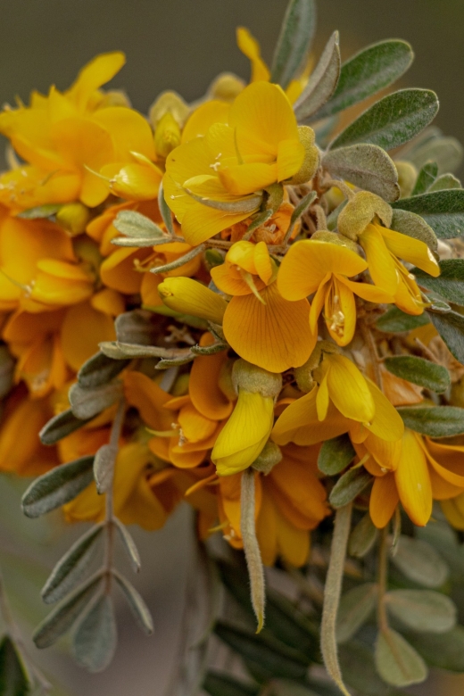 Hawaii: Private All-Inclusive High Country Adventure - High High Altitude and Lava-Lit Landscapes