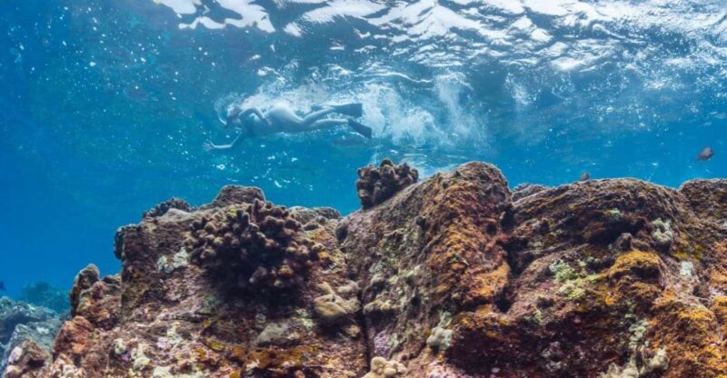 Hawaii: Pu'uhonua O Honaunau & Kealakekua Bay Snorkel Tour - The Value of This Tour