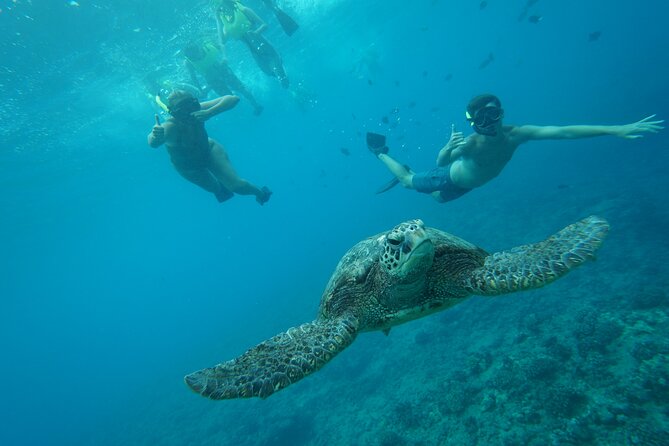 Hawaii Snorkeling With Turtles Boat Tour in Waikiki - Wildlife Encounters