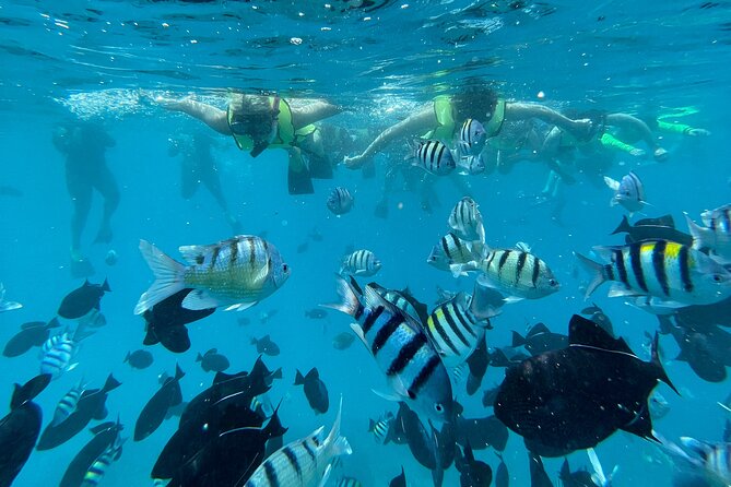 Hawaii Snorkeling With Turtles Boat Tour in Waikiki - Catamaran Guided by Naturalists