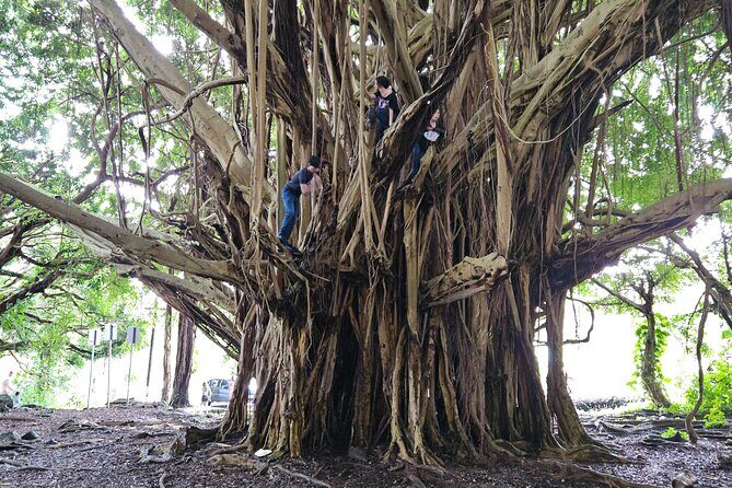 Hawaii Volcanoes, Waterfalls, Beaches & Hilo Highlights Day Tour - Frequently Asked Questions