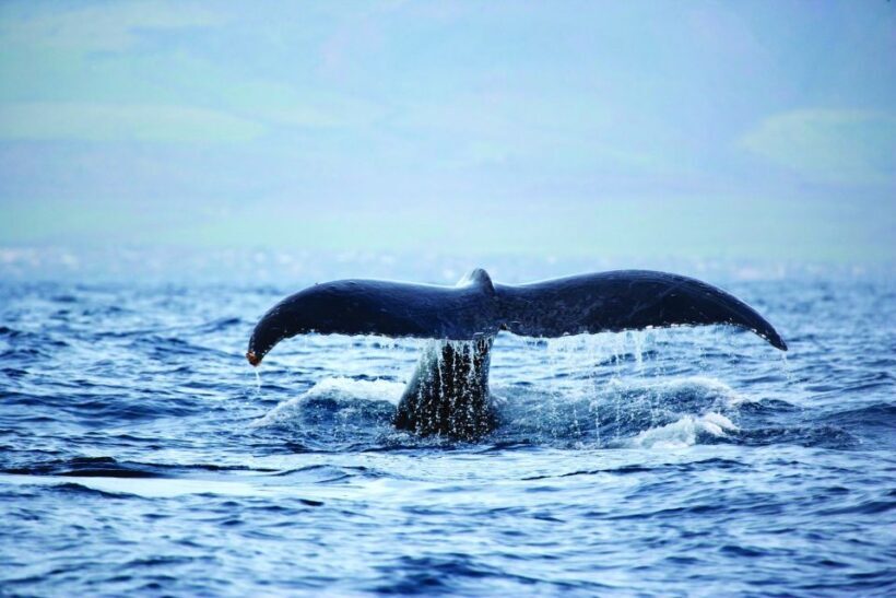 Hawaii: Waikoloa Whale Watch - Key Points