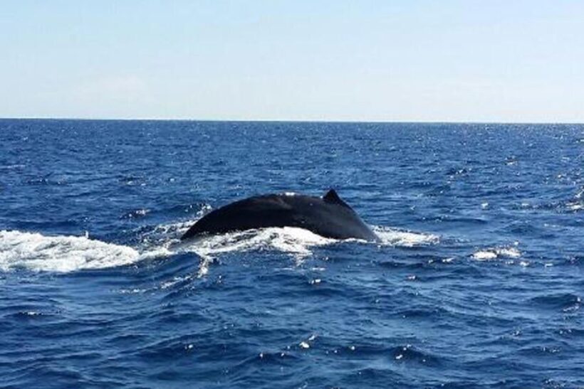 Hawaii: Waikoloa Whale Watch - What Makes This Tour Special