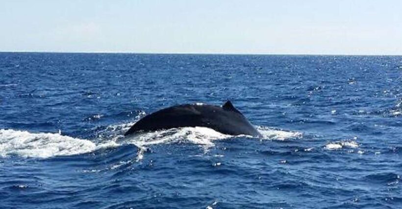 Hawaii: Waikoloa Whale Watch - FAQs
