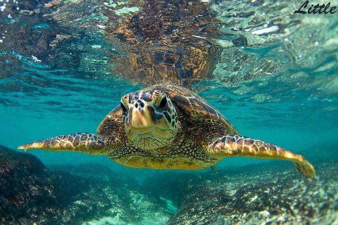 Hawaiian Outrigger Canoe Cultural and Turtle Tour - The Itinerary and What You Can Expect