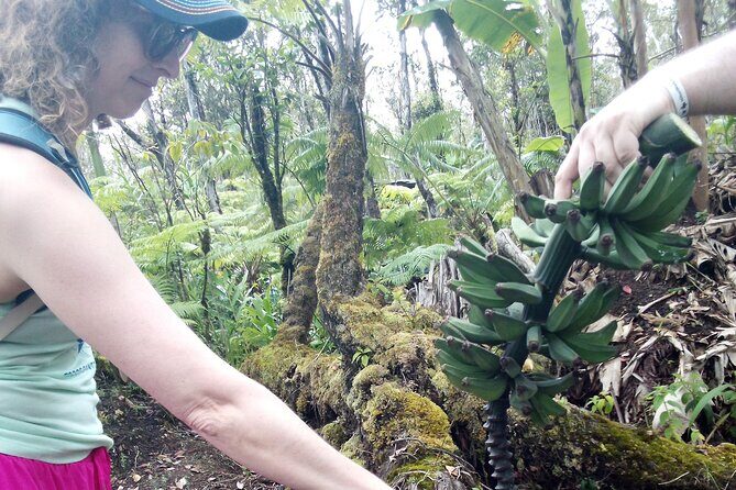 Hawaiian Rainforest Banana Cultivation Experience - What Do Travelers Say?