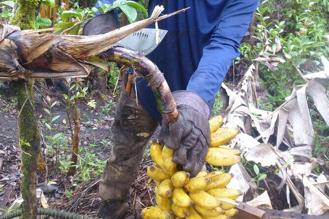 Hawaiian Rainforest Banana Cultivation Experience - Practical Considerations
