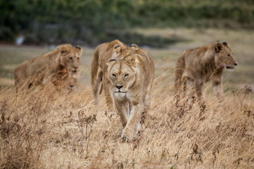 Hazyview: Kruger National Park Full-Day Safari - Exploring the Kruger National Park Full-Day Safari from Hazyview