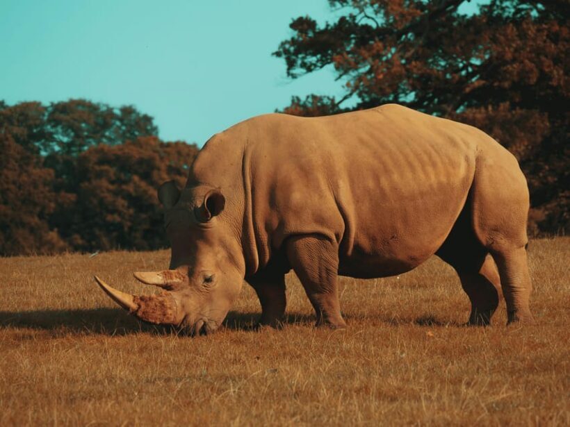 Hazyview: Kruger National Park Full-Day Safari - What to Expect on Your Kruger Safari