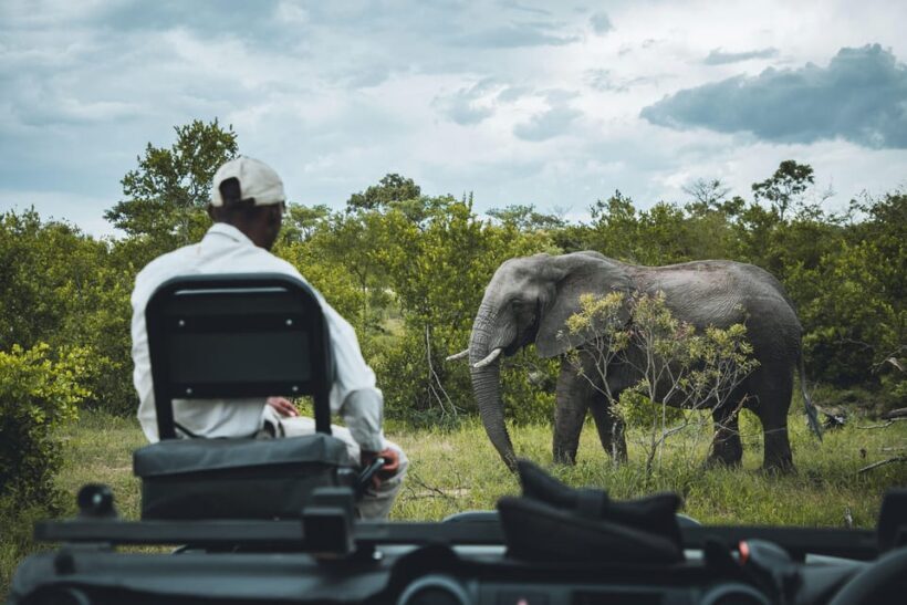Hazyview: Kruger National Park Full-Day Safari - The Value and Who This Tour Suits Best