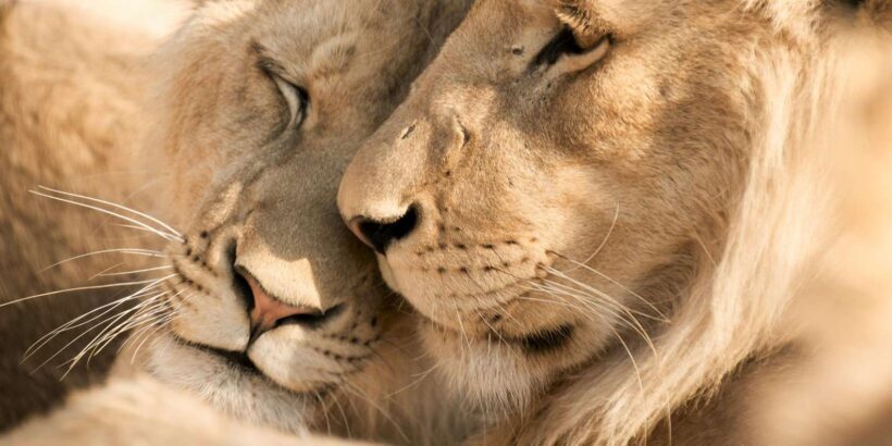 Hazyview: Kruger National Park Full-Day Safari - Final Words