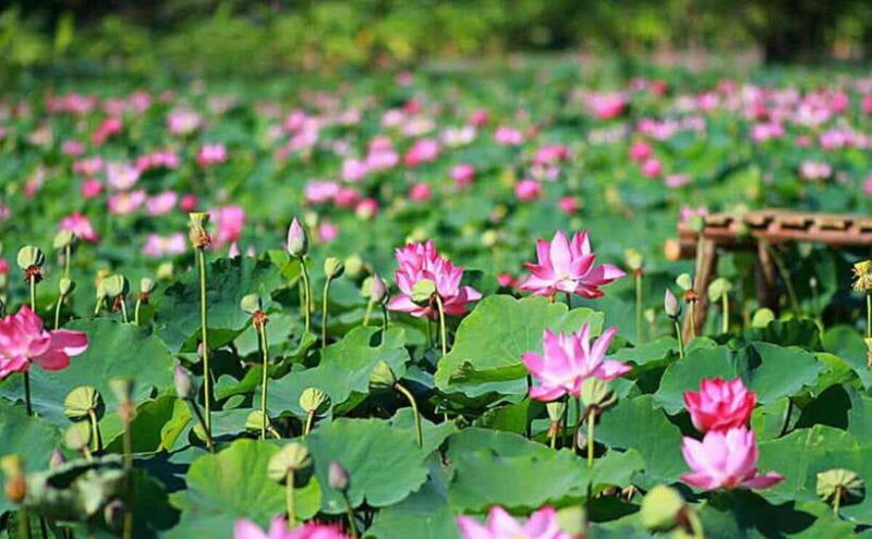 HCM: Authentic Dong Thap Mekong Delta Day Trip & Boat Ride - The Itinerary in Detail: What Makes Each Stop Special?
