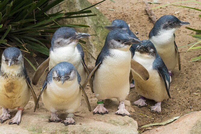 Healesville Sanctuary And Phillip Island Wildlife Bus Tour - Key Points