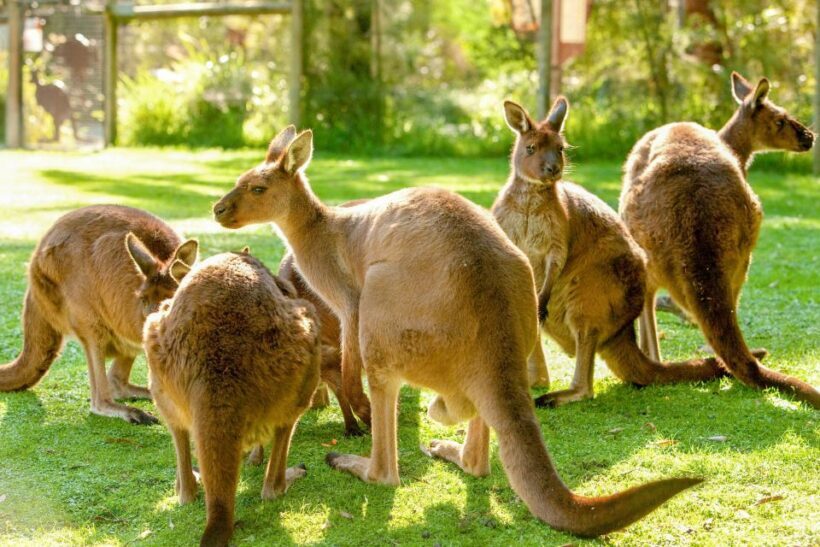Healesville Sanctuary: General Admission Ticket - Key Points