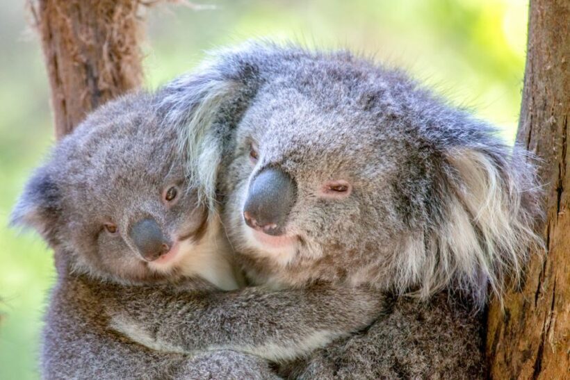 Healesville Sanctuary: General Admission Ticket - Introduction: What You Can Expect at Healesville Sanctuary