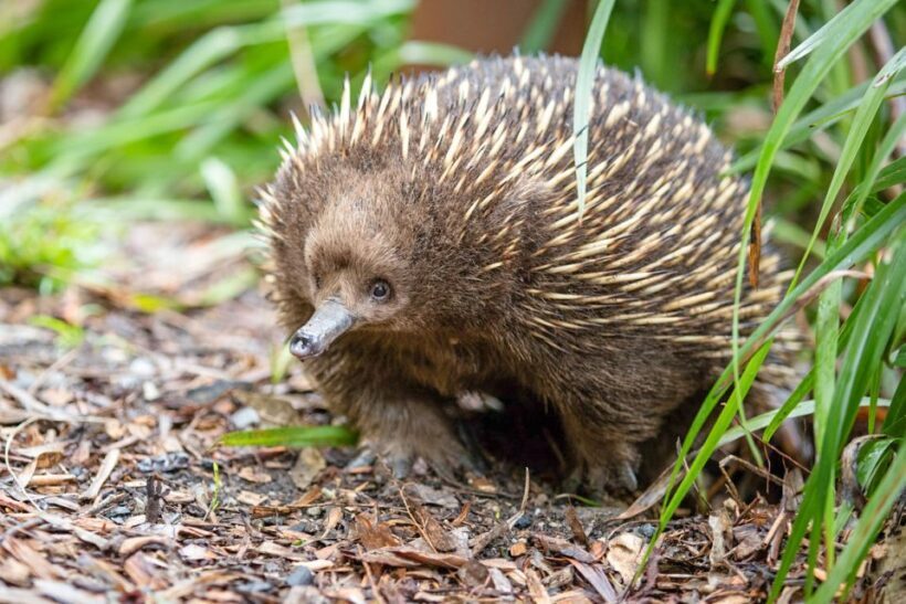 Healesville Sanctuary: General Admission Ticket - The Itinerary Breakdown – What You’ll Experience