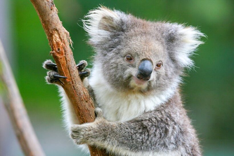 Healesville Sanctuary: General Admission Ticket - Authentic Experiences from Visitors