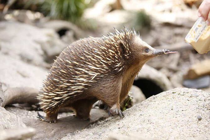 Healesville Sanctuary General Entry Ticket - In-Depth Look at the Experience