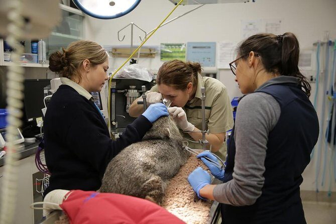 Healesville Sanctuary General Entry Ticket - FAQ