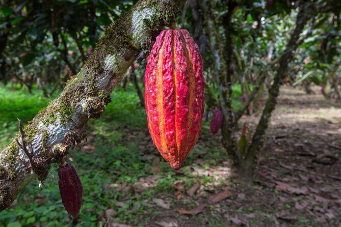 Healing Cacao Ceremony in Palm Springs - Key Points