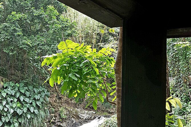 Health & Rejuvenate Tours - An Honest Look at Grenada’s Rejuvenating Getaway