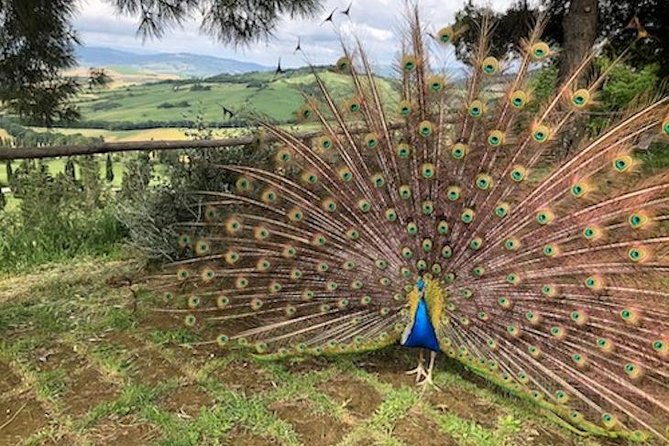 Heart of Chianti Classico - 2 Wineries Lunch Included - Chianti Wine Tour - Winery Visits and Tastings