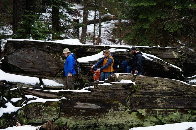 Heart of the Giant Forest Hike - Authentic Insights from Reviews