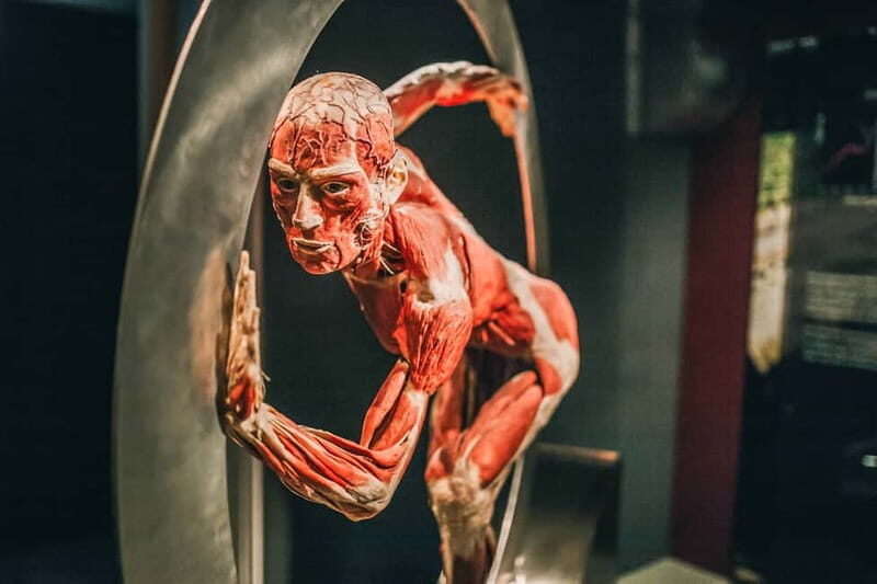 Heidelberg: BODY WORLDS Museum Entry Ticket - What to Expect from Your Visit