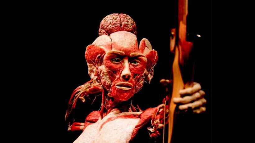 Heidelberg: BODY WORLDS Museum Entry Ticket - The Plastinates: Art Meets Science