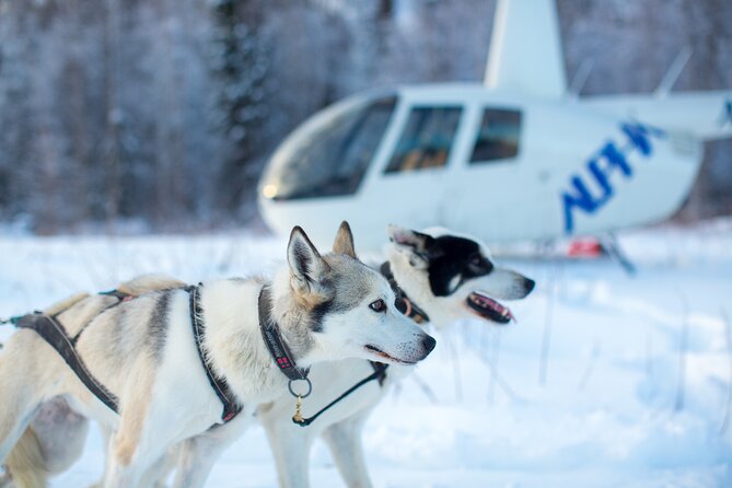 Helicopter Glacier Dogsled Tour + Lower Glacier Landing - ANCHORAGE AREA - Safety and Restrictions