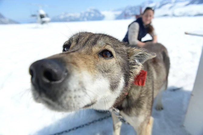 Helicopter Glacier Dogsled Tour + Lower Glacier Landing - ANCHORAGE AREA - Customer Reviews