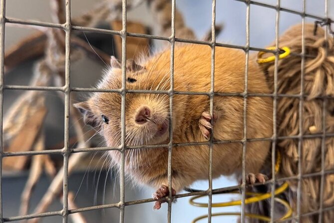 HELSINKI: Alpaca Farm Tour With Guided Walk - Key Points