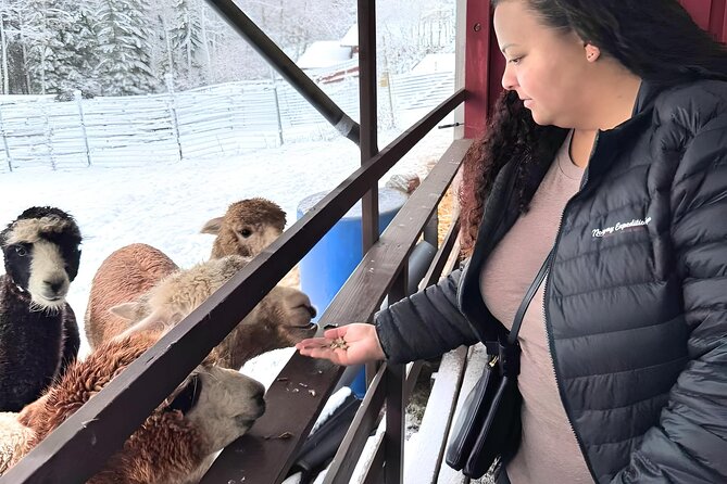 HELSINKI: Alpaca Farm Tour With Guided Walk - Pickup Information