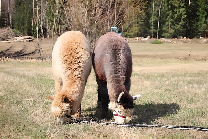 HELSINKI: Alpaca Farm Tour With Guided Walk - Accessibility and Participation