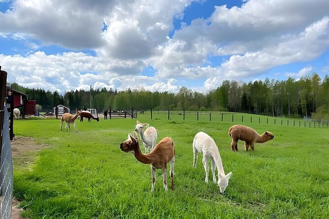 HELSINKI: Alpaca Farm Tour With Guided Walk - Highlights From the Reviews