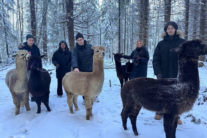HELSINKI: Alpaca Farm Tour With Guided Walk - Exploring the Alpaca Farm