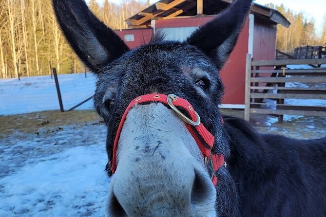 HELSINKI: Alpaca Farm Tour With Guided Walk - Frequently Asked Questions