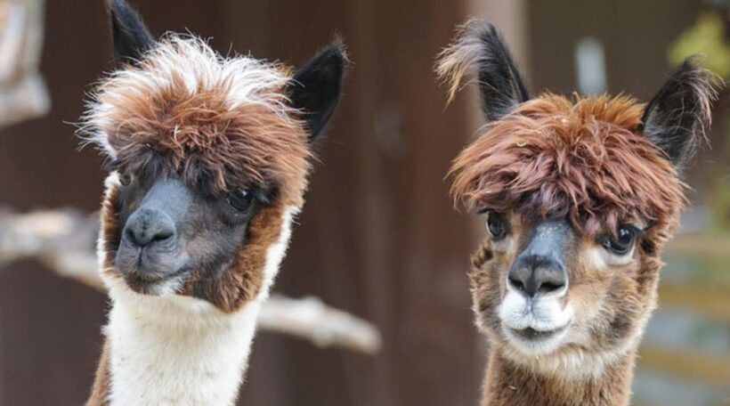 Helsinki: Alpaca Farm Tour with Guided Walk (private) - Key Points