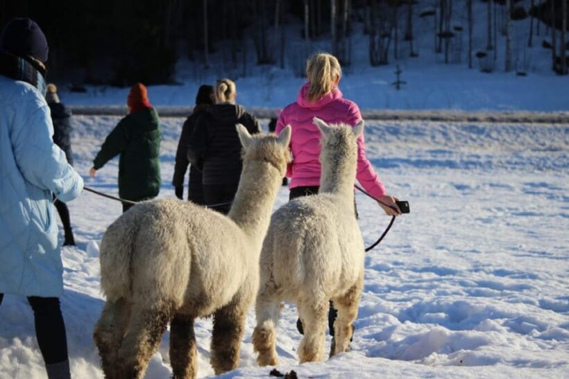 Helsinki: Alpaca Farm Tour with Guided Walk (private) - Introduction: An Authentic Finnish Countryside Experience
