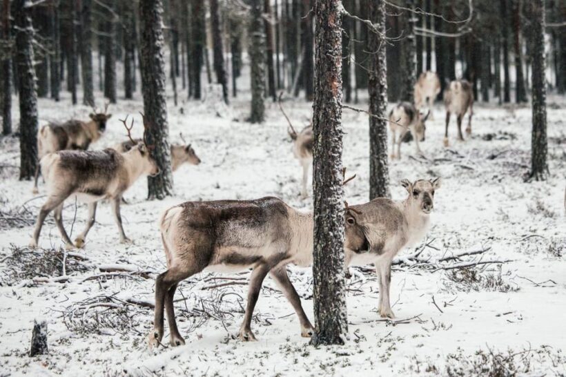 Helsinki Highlights+Nuuksio Buggy Ride+Reindeer farm visit - Is It Worth the Price?
